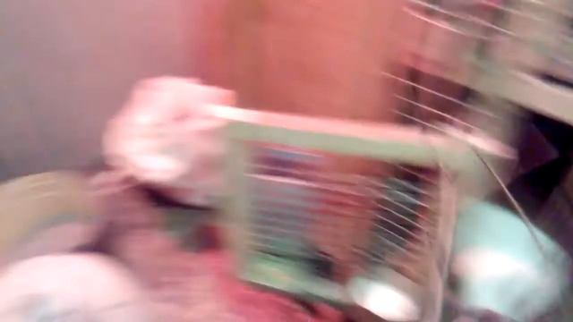 Ветки. Веточный корм для кроликов