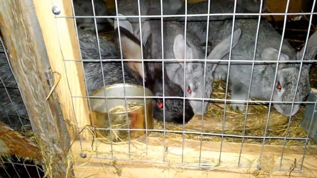 Экструдер, кормление  кроликов экструдированным кормом