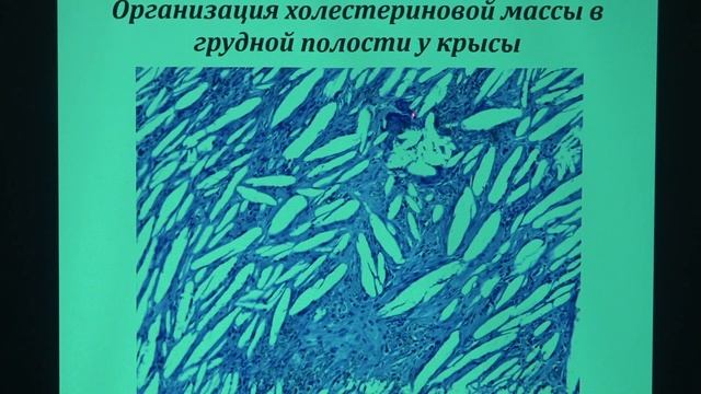 Манских В. Н. - Патология экспериментальных животных - 8. Компенсаторно-приспособительные процессы