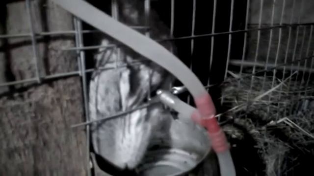 Ниппельные поилки,  обучение кроликов пить из ниппельный поилки