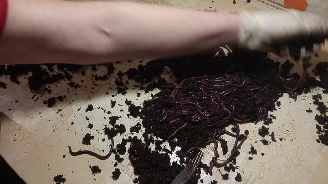 Шустрые червячки)))