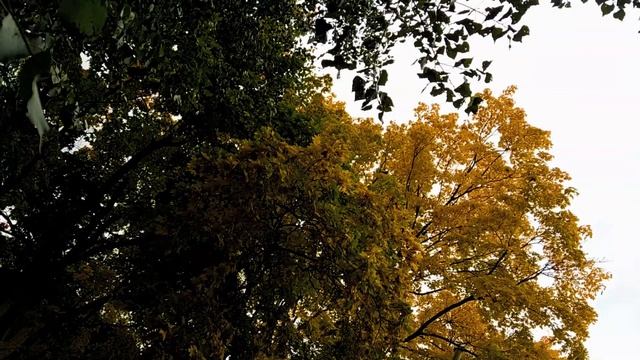 Осеннее настроение. Часть 14. #Short video