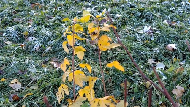 Поздняя Осень. Пора размышлений. #Short video 22