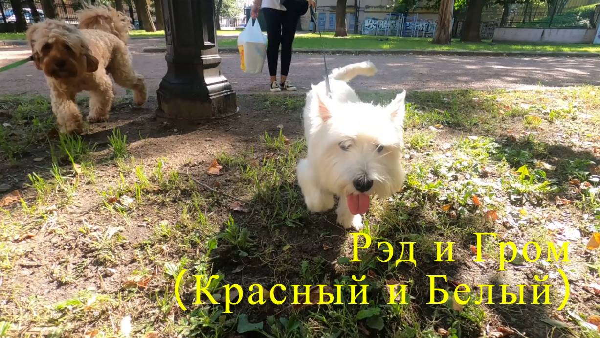 Рэд и Гром погулять вышли.