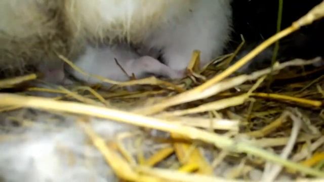 Как крольчиха кормит крольчат