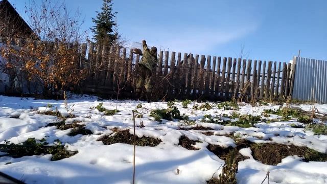 Притравка лайки по кунице  // Первое знакомство с куницей