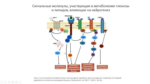 Хоткина Н. А. - Физиология и современная медицина. Цикл научных докладов - Лекция 5