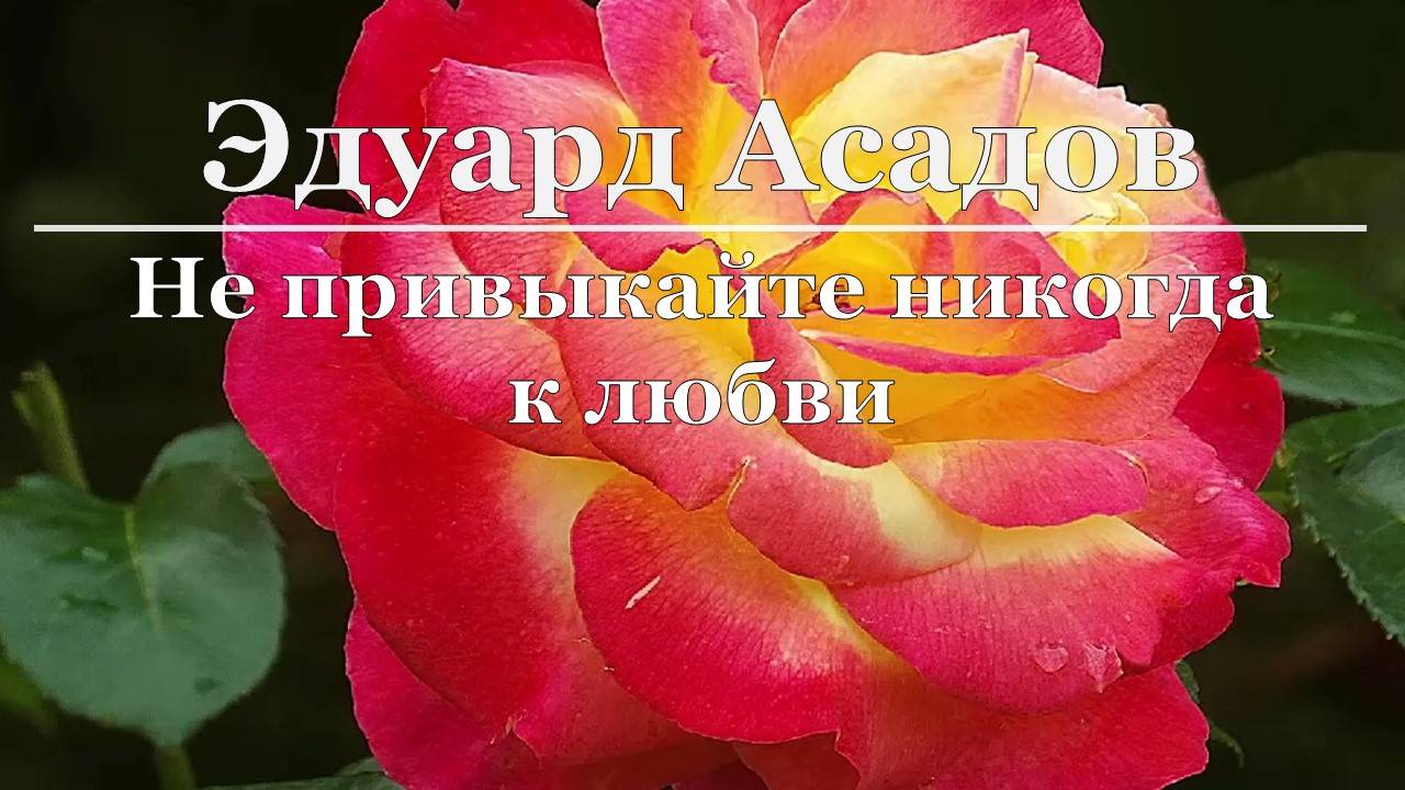 Эдуард Асадов - Не привыкайте никогда к любви