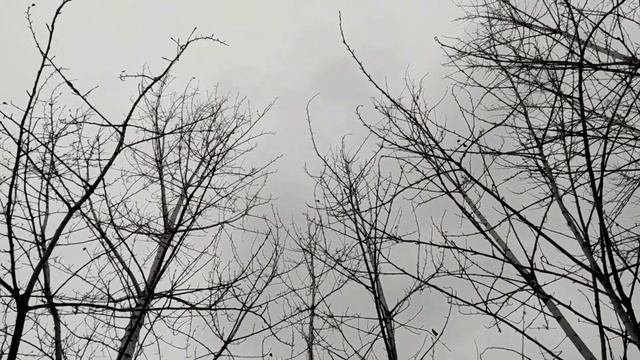 Завершающее осенний цикл #Short videо 23. ВПЕРЕДИ ЗИМА...