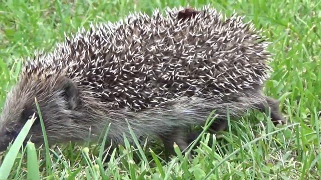 Апрель. Музыка Марк Генкин. Премьера клипа, 2021. Труба Сергей Литвяков. Мелодия Весны Чёрный Дрозд.