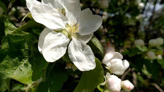 С Днём Рождения дорогая Оксана!!! | Sister