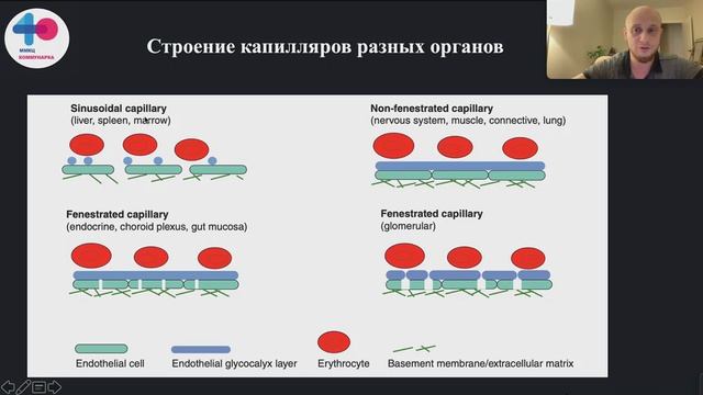 Модифицированный закон Старлинга - переосознаем патофизиологию инфузионной терапии