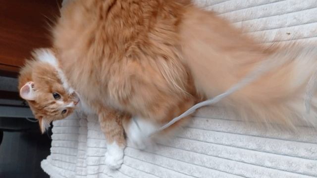 Марсик играется