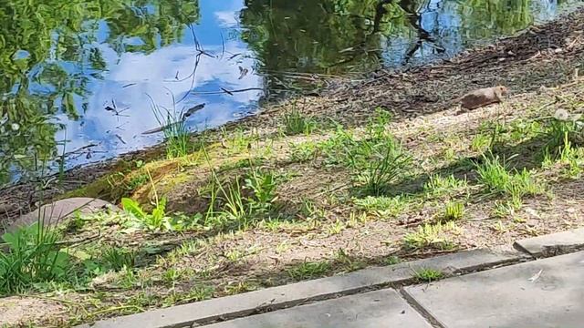 Футаж. Лето. Крыса у водоёма.