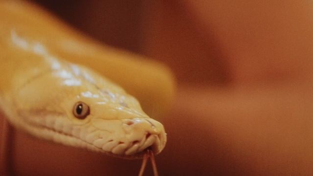 8988871-uhd_3840_1608_24fps