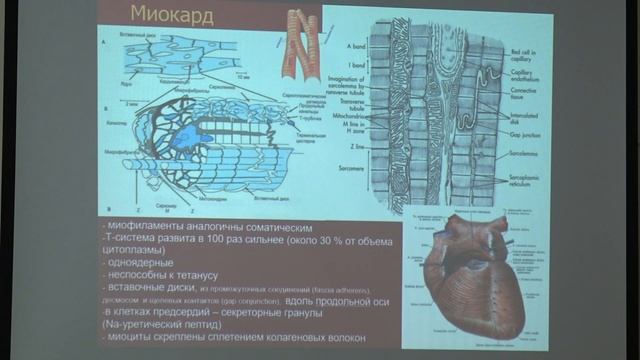 Ловать М. Л. - Физиология человека и животных. Часть 2 - 3. Кровообращение. Сердце