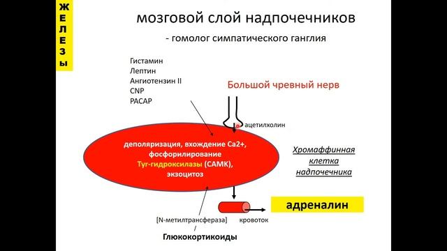 Ловать М. Л. - Физиология человека и животных. Часть 2 - 1. Железы и их гормоны