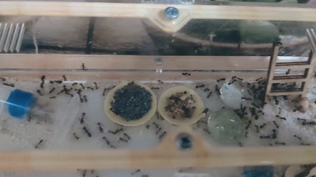 Формикарий для Домашних Муравьев