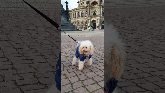 Жизнь собачья...