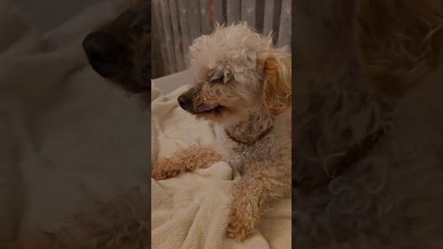 Жизнь собачья...