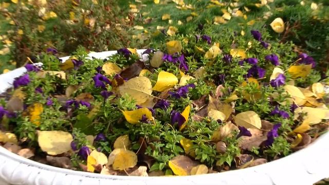 Осеннее настроение. Часть 18. #Short video