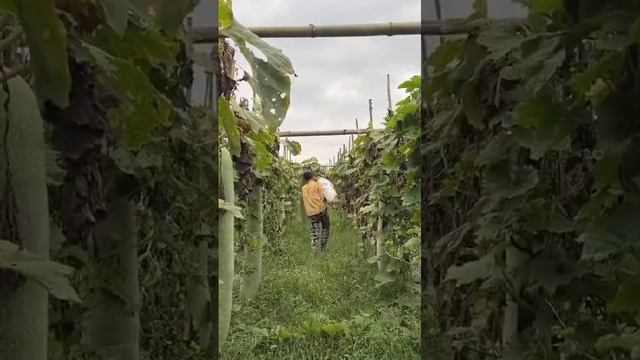 ПРИКОЛ! (ВОТ ЭТО КАБАЧКИ!)🍆😆