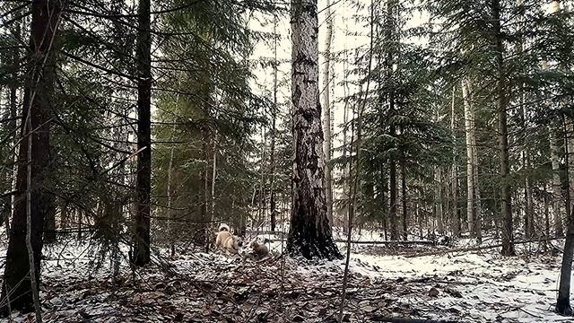 Натаска лайки по кунице в лесу //  Имитация максимально реальных условий