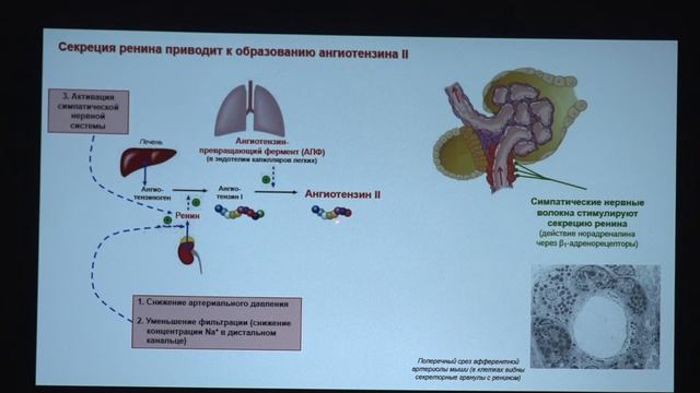 Тарасова О. С. - Физиология человека и животных. Часть 2 - 7. Регуляция работы почек
