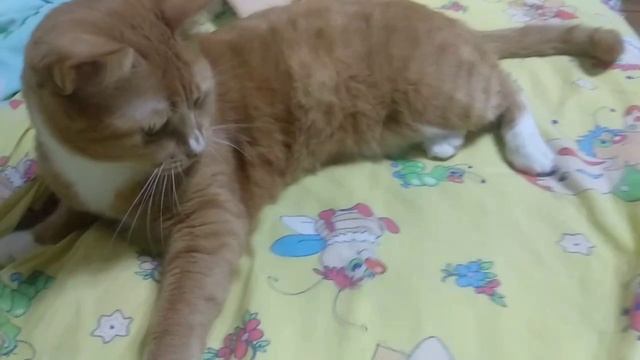 Котик ТВ играет 10 серия 3 сезон