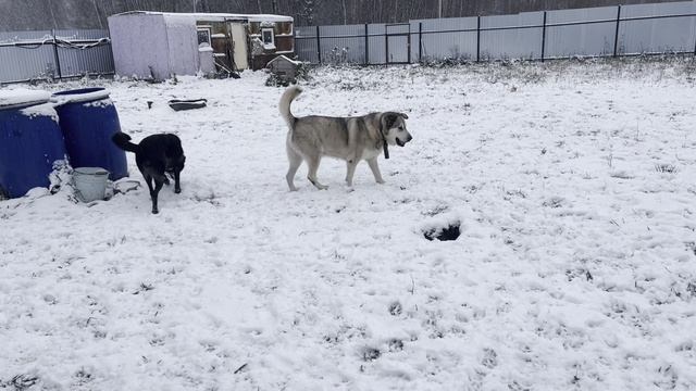😱 Зима каждый год приходит неожиданно: готовим приют к холодам