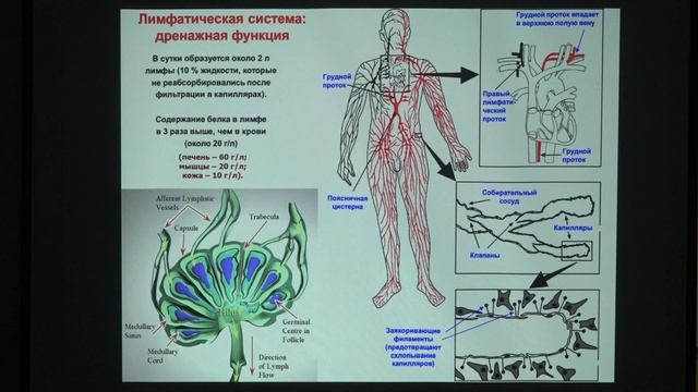 Ловать М. Л. - Физиология человека и животных. Часть 2 - 5. Система кровообращения