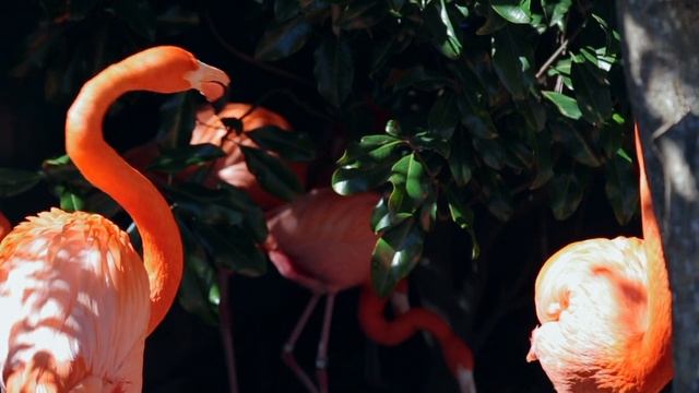 5862025-hd_1280_720_24fps