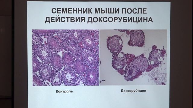 Манских В. Н. - Патология экспериментальных животных - 4. Экспериментальная альтернативная патология
