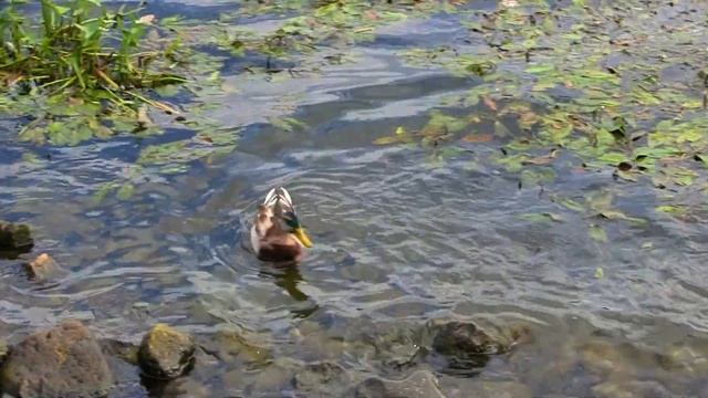 Осеннее настроение. Часть 10. #Short video.