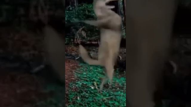 крутящийся ВОЛК! РЖАКА!😂