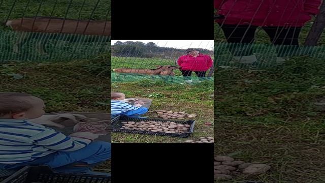 Дорогой внук приеха к бабушке.