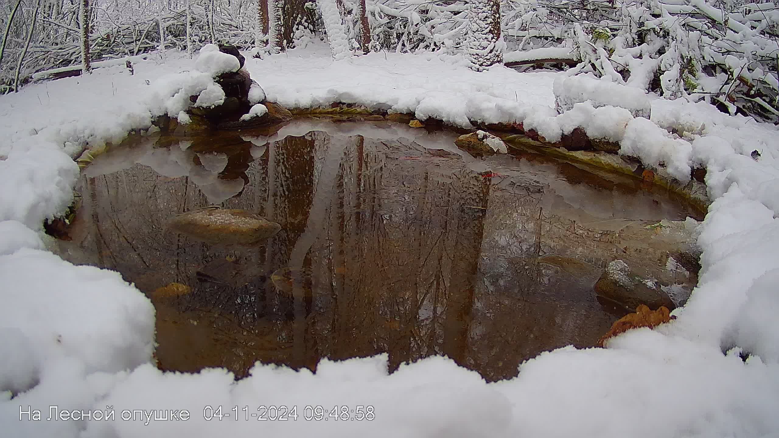 Звуки природы, пение птиц  #Звукиводы #ЗвукиЛеса #Релакс