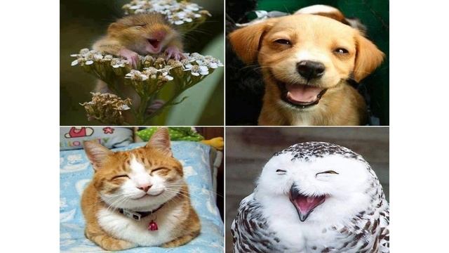 КАК СМЕХ ВЛИЯЕТ НА ОРГАНИЗМ ЧЕЛОВЕКА?