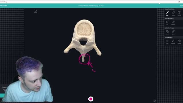 Остеология | Положения в анатомии. Позвонки