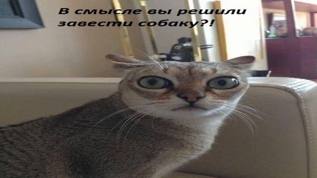 Хорошего Вам настроения!