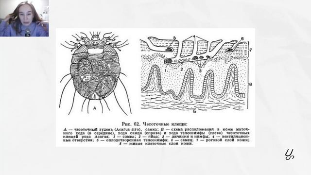 Биология | Паразиты: нематоды. Акариформные клещи