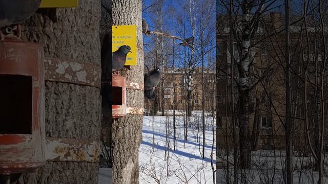 Голуби дождались весны #ухта #shorts #птицы