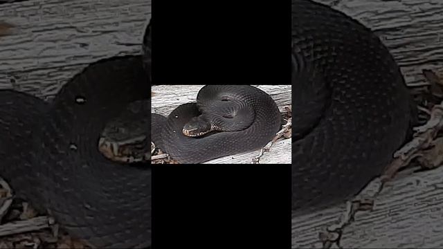 Змея гадюка