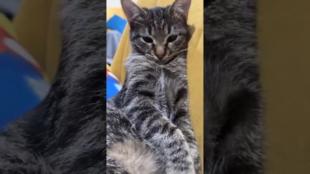 Мистер Шумахер Тигрович 😸😻🤸♂️