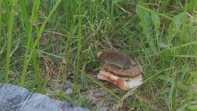 мышь на острове