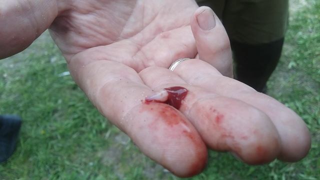 Сердце окуня