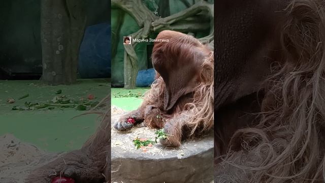 Суматранский орангутан Сандокан 43 года.