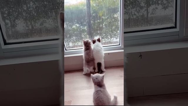 Смешные пушистики Смешные моменты с животными 2024 №48 #ff #домашниепитомцы #коты #собаки #funny
