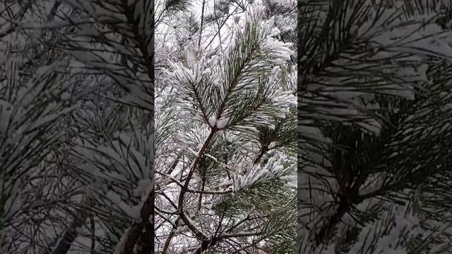 Первый снег!