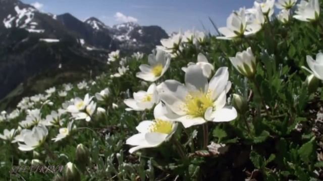 Подснежник